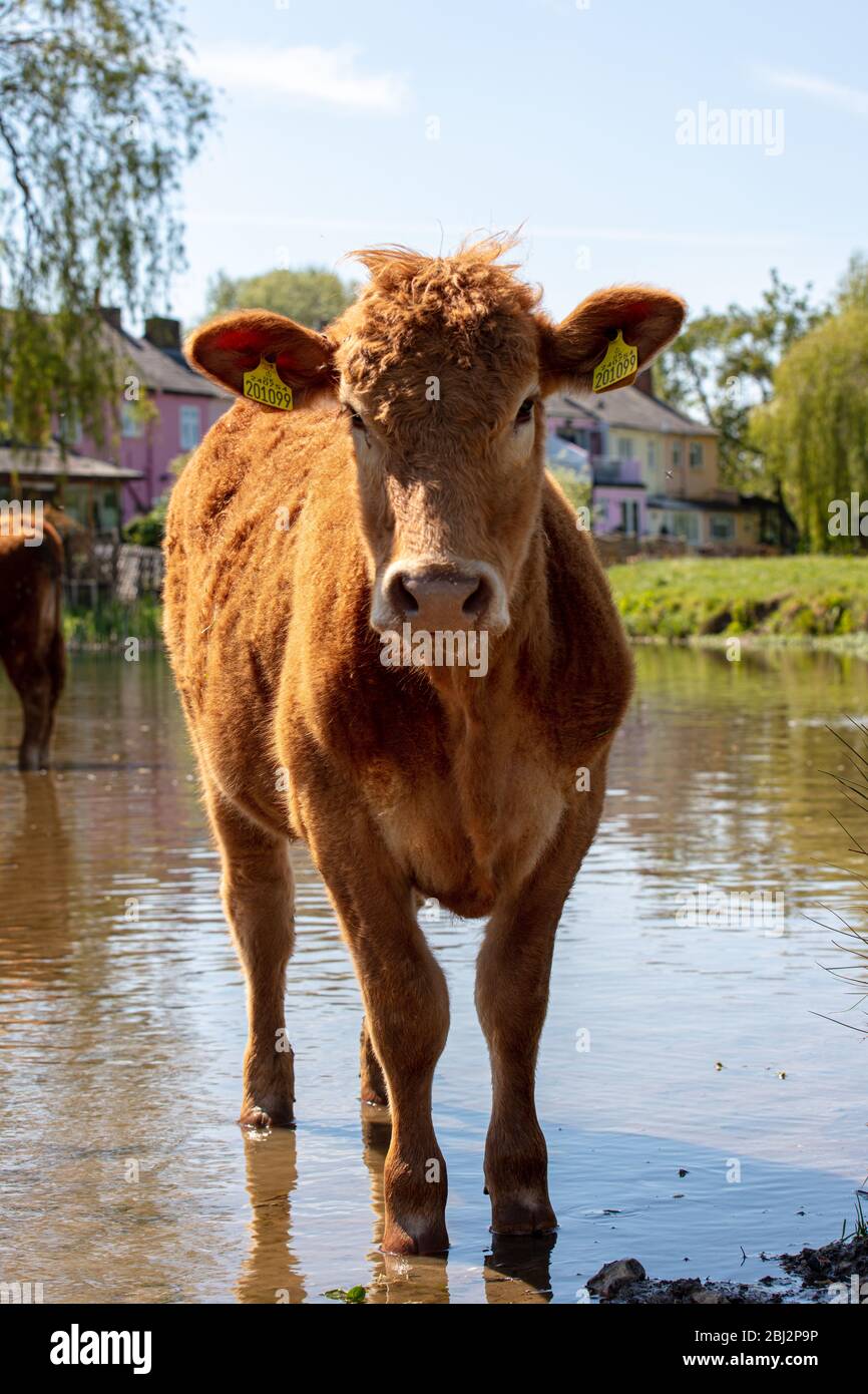 Cows taking a dip in the river Stock Photo - Alamy