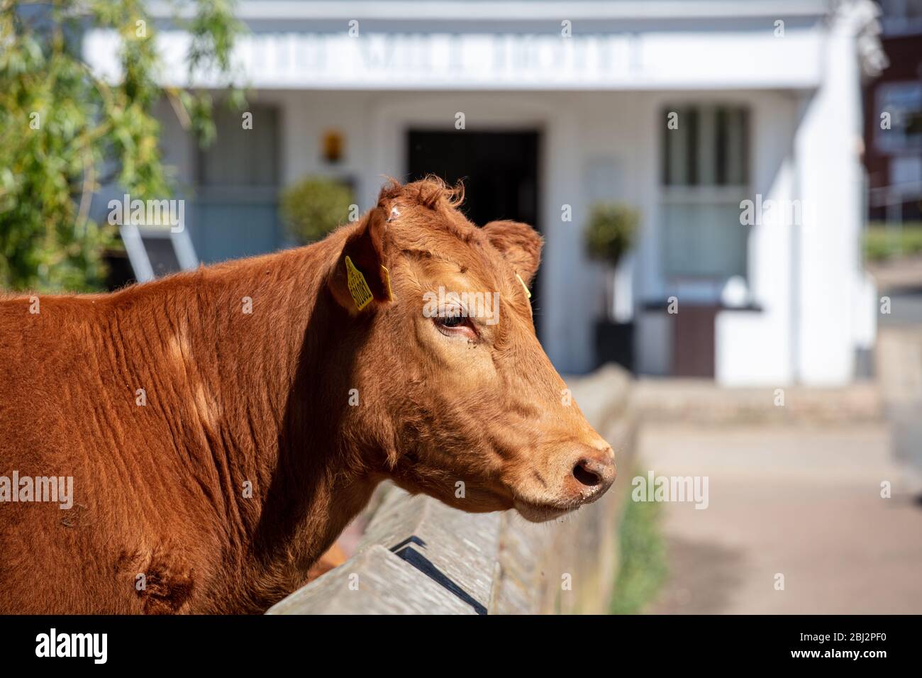 Cows at The Mill Hotel Sudbury Stock Photo - Alamy