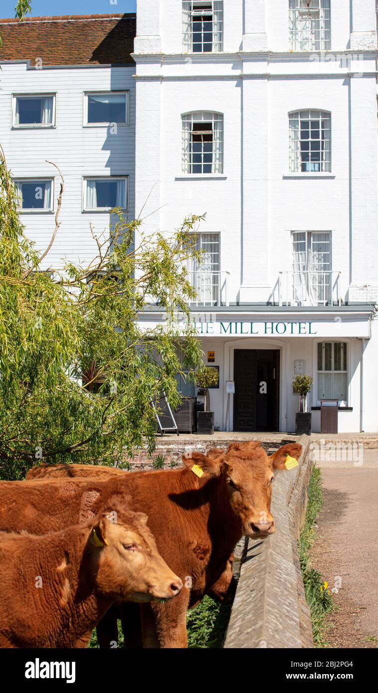 Cows at The Mill Hotel Sudbury Stock Photo - Alamy