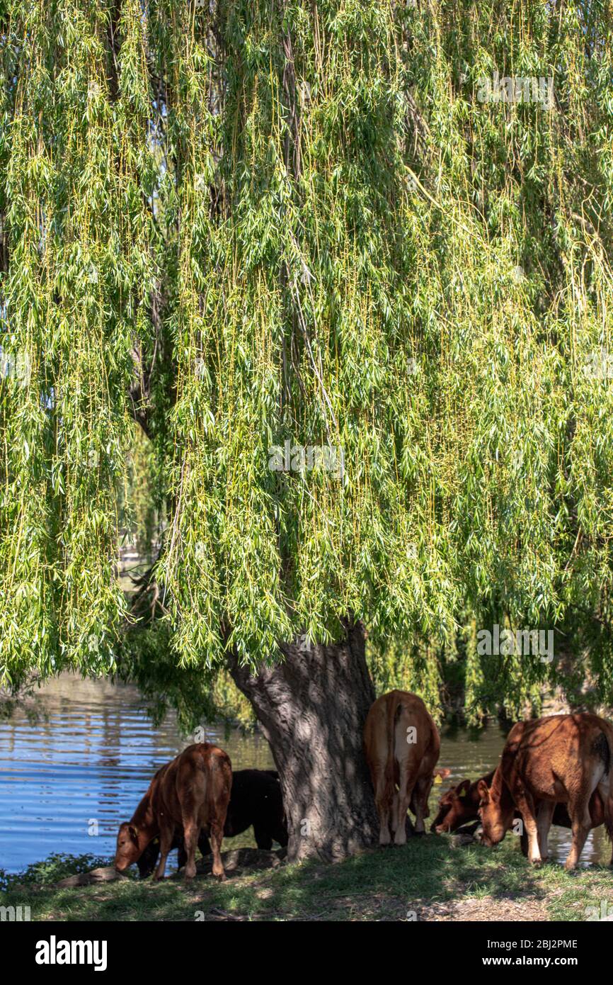 cows resting under a weeping willow tree Stock Photo - Alamy