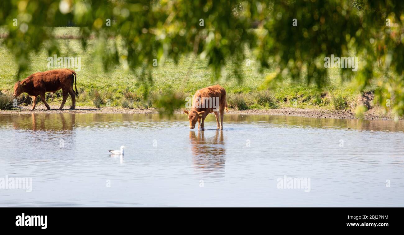 cows taking a dip in the river Stock Photo - Alamy