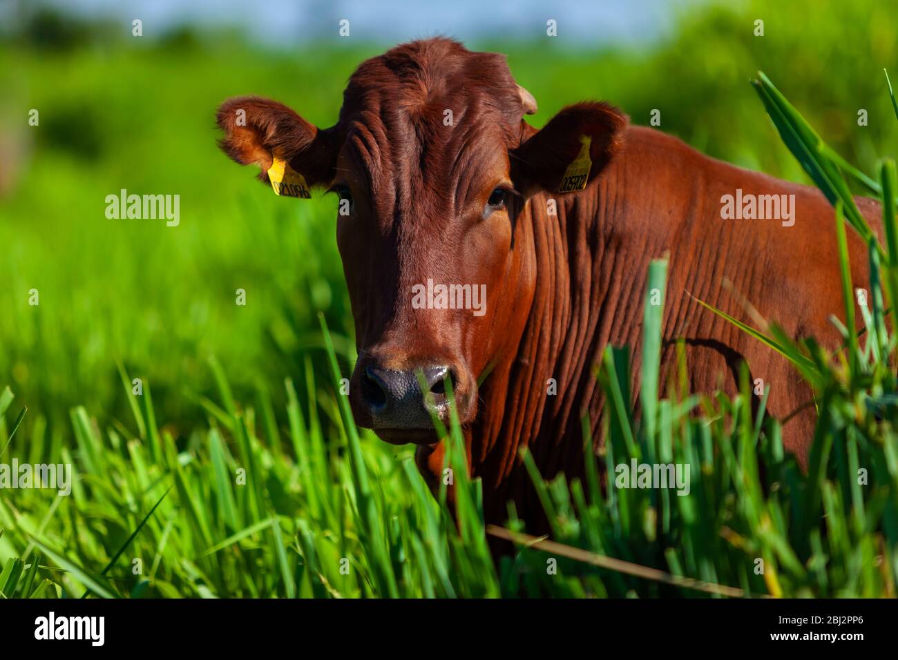 beautiful Bonsmara breeding cow in the farm corral Stock Photo - Alamy