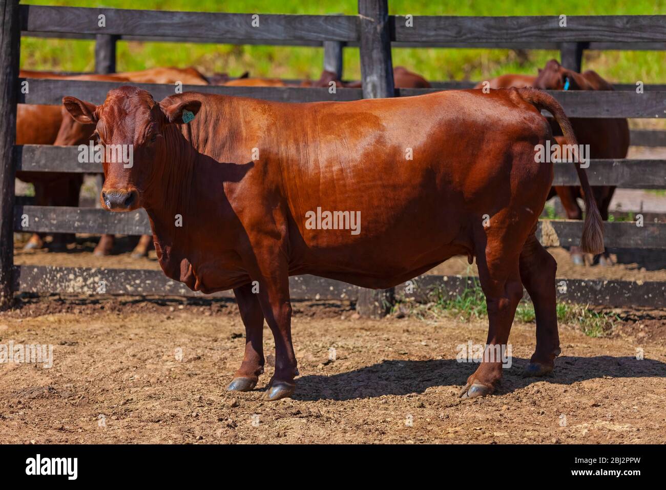 beautiful Bonsmara breeding cow in the farm corral Stock Photo - Alamy