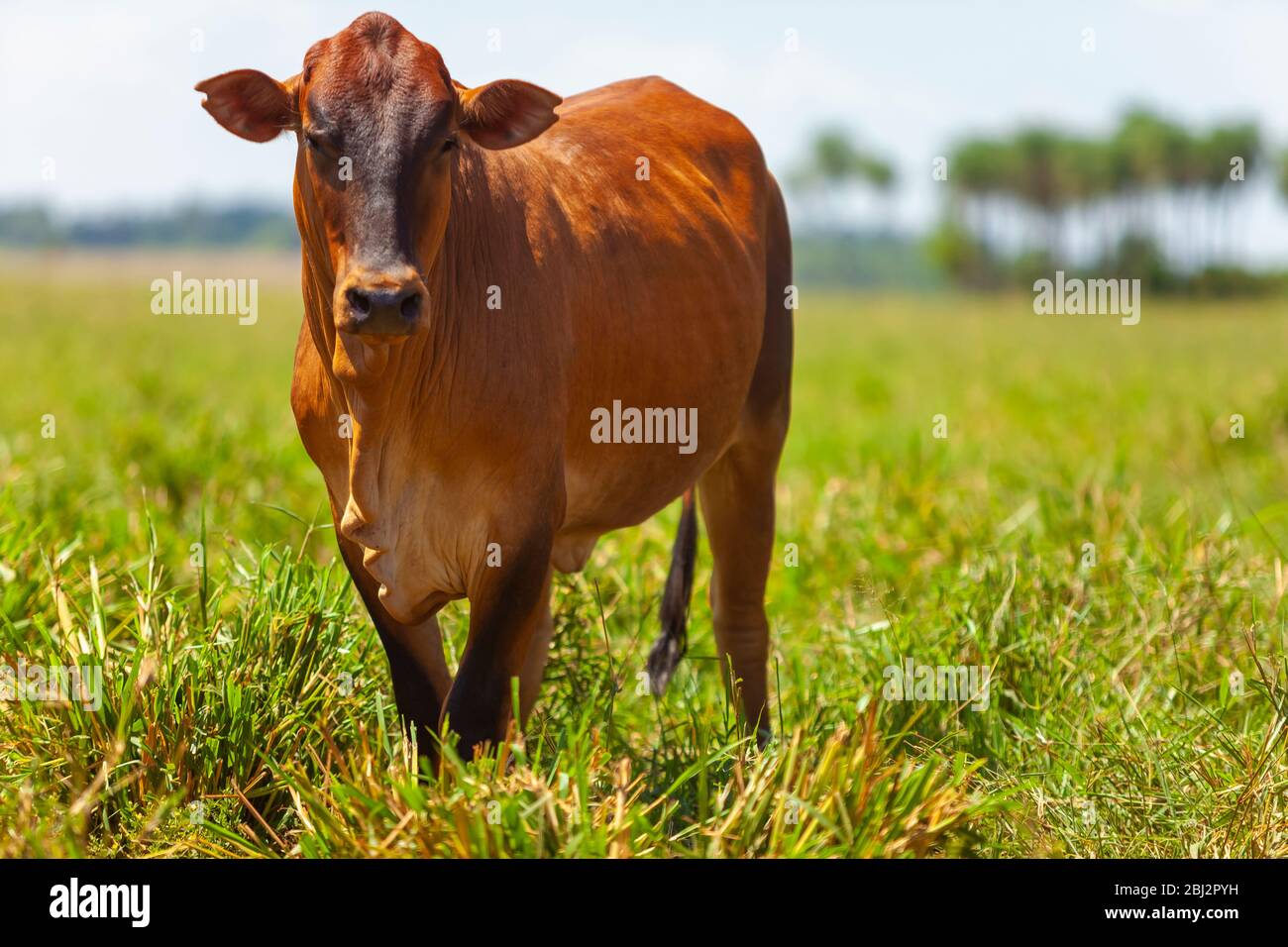 Brazilian sheep hi-res stock photography and images - Alamy