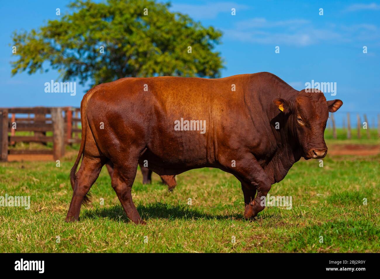 beautiful breeding bull of the Bonsmara breed in the farm corral Stock ...