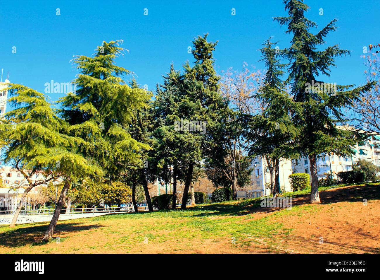Pine trees in a park in Athens, Greece Stock Photo - Alamy
