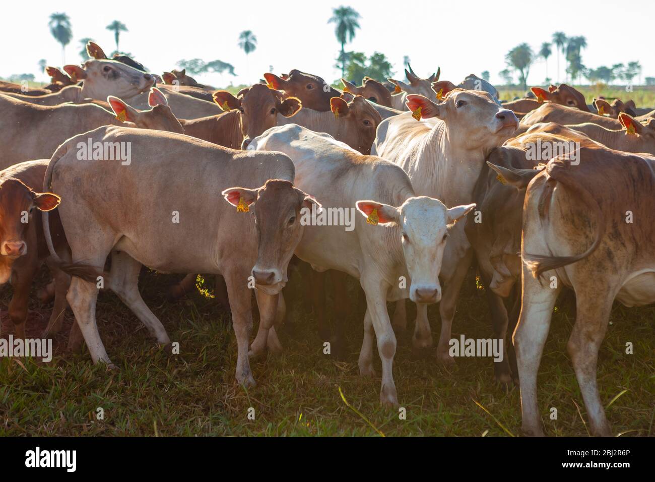 Artificial insemination sheep hi-res stock photography and images - Alamy