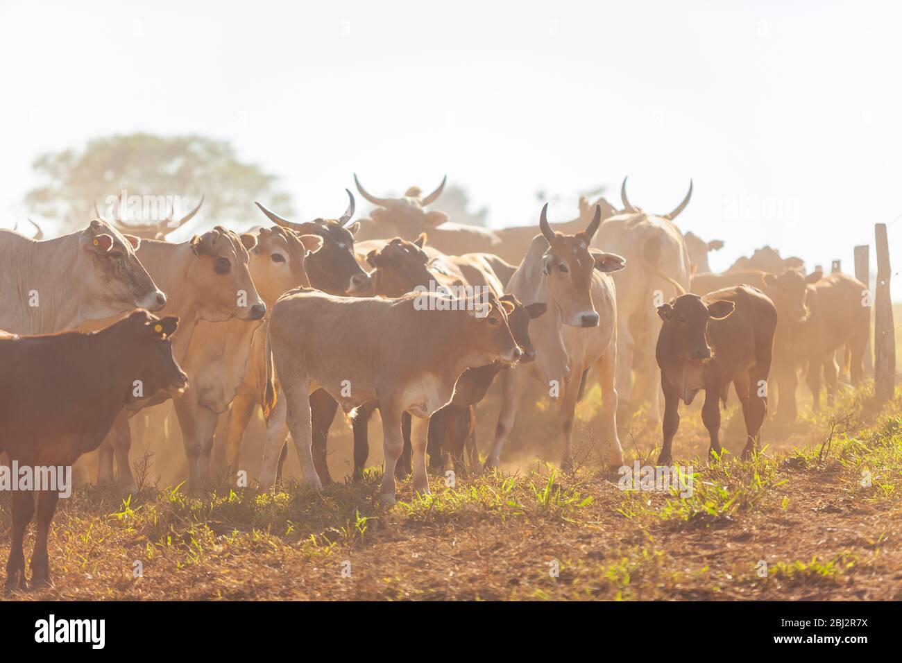 Artificial insemination sheep hi-res stock photography and images - Alamy