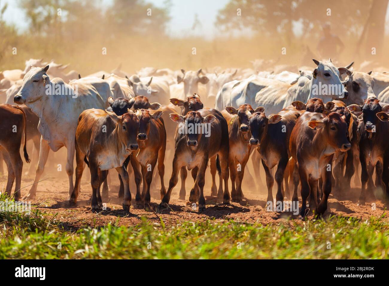 Artificial insemination sheep hi-res stock photography and images - Alamy
