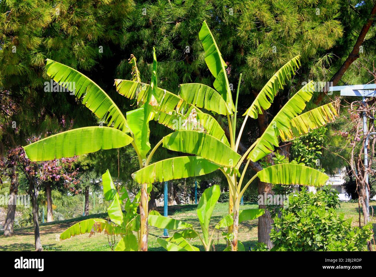 Palm trees growing in a garden in Athens, Greece Stock Photo - Alamy