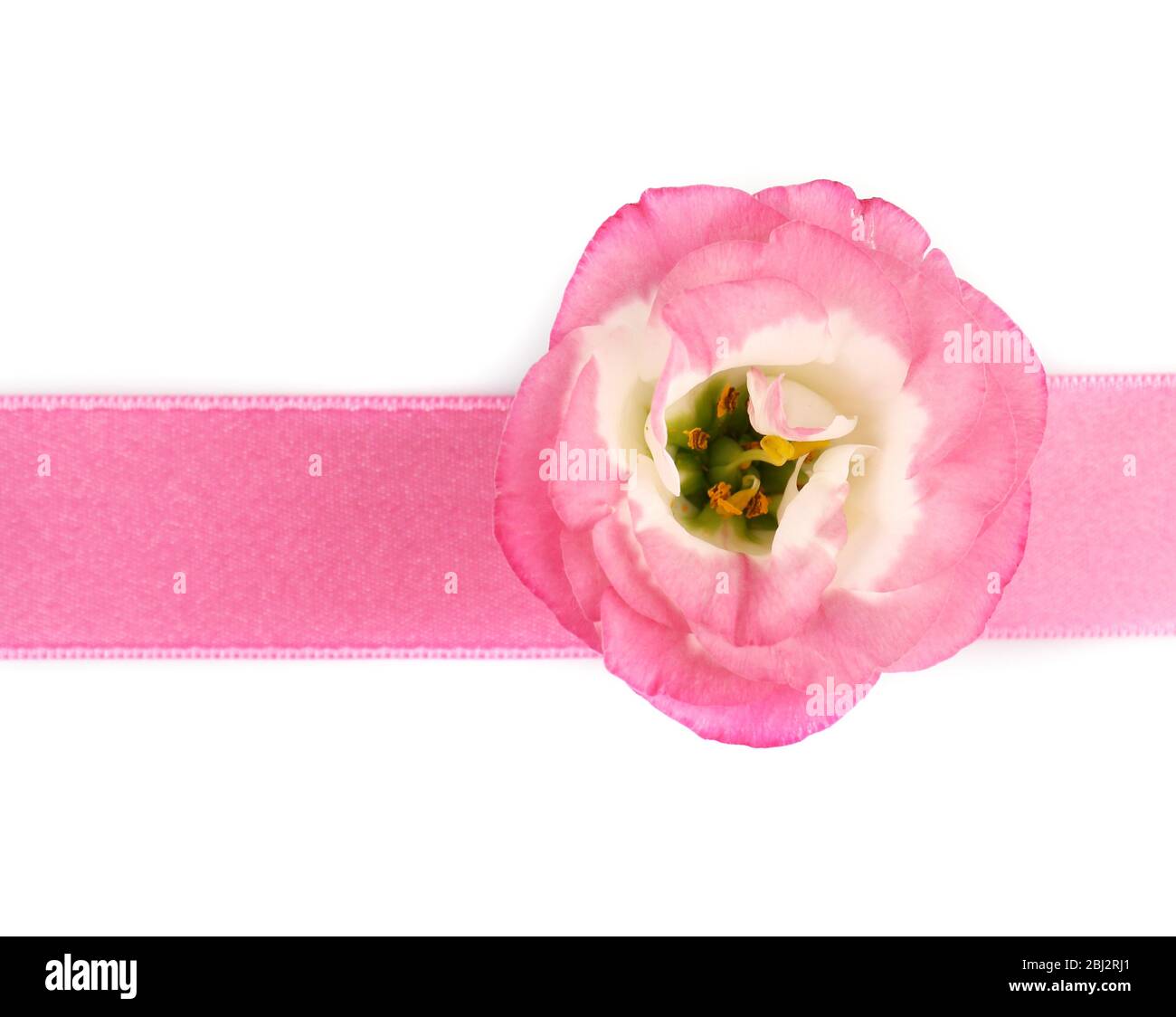Pink ribbon with flower isolated on white Stock Photo - Alamy