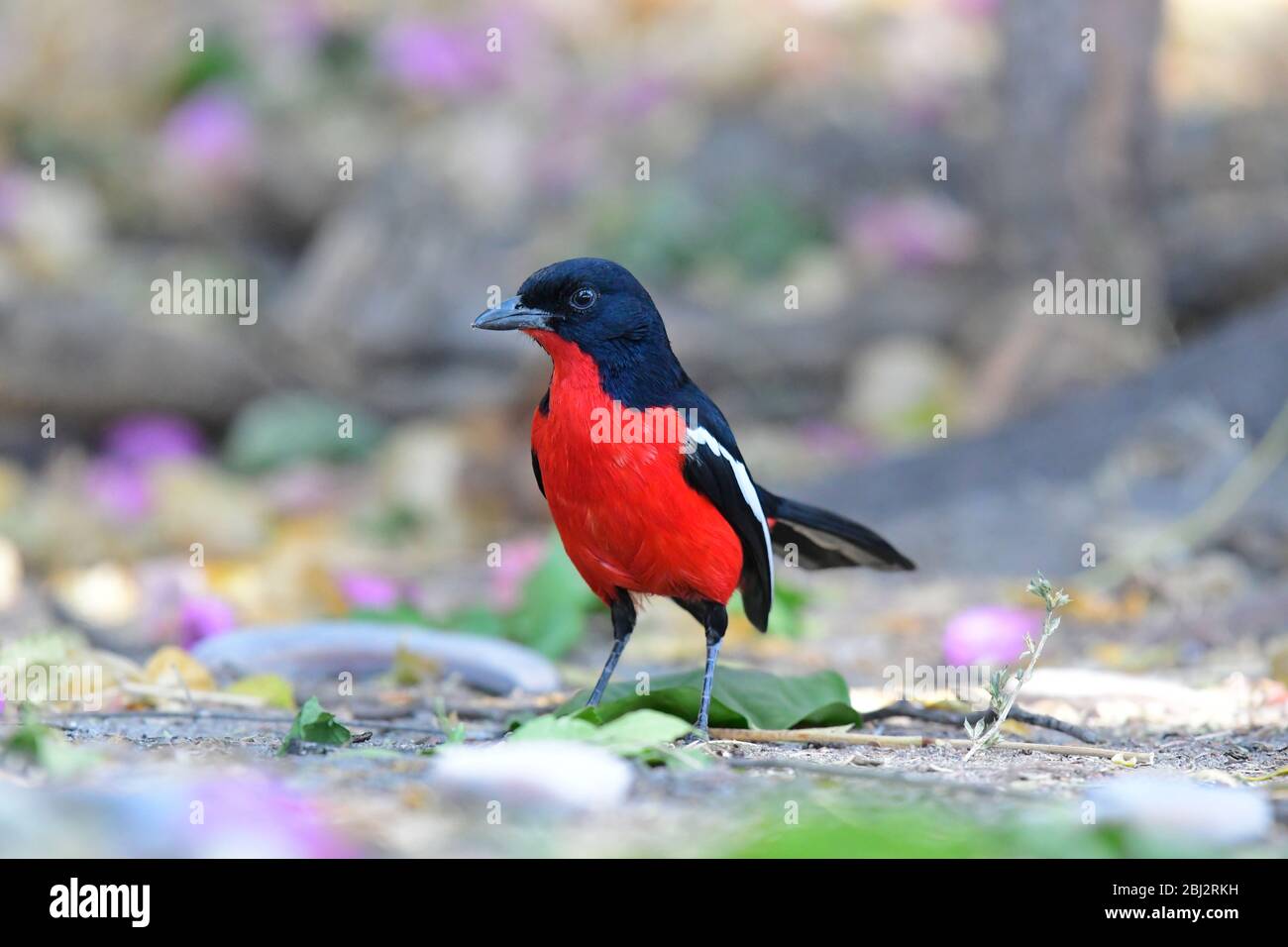 Zimbabwe national bird hi-res stock photography and images - Alamy