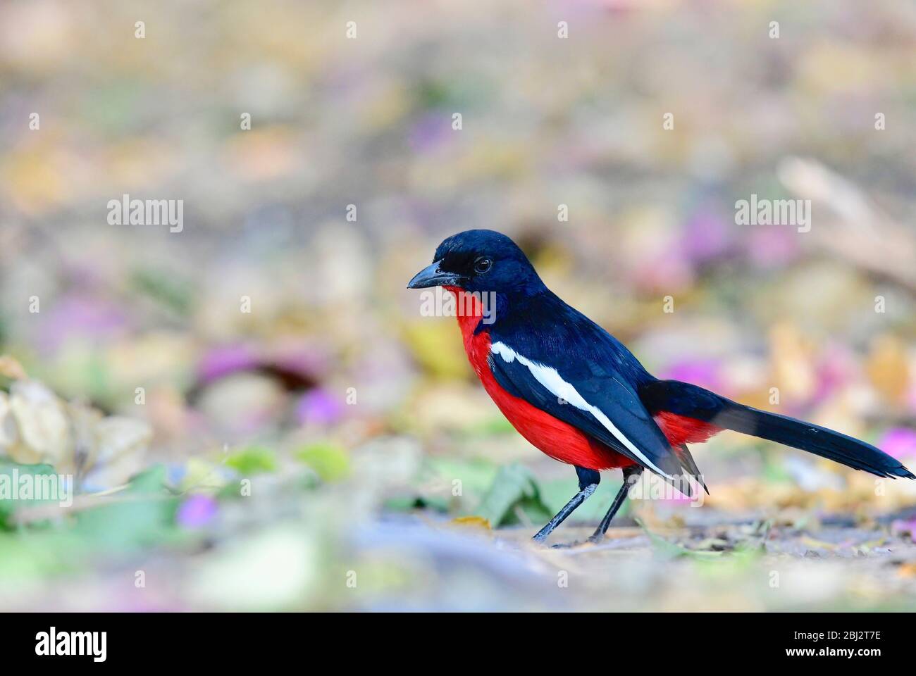 Zimbabwe national bird hi-res stock photography and images - Alamy