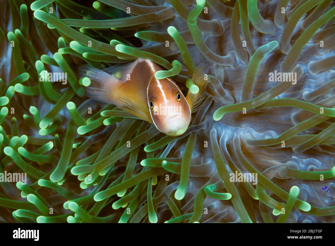 Pink anemonefish in Sea anemone, Amphiprion perideraion, Kimbe Bay, New ...
