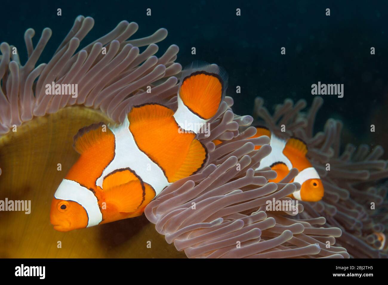 Clown Anemonefish, Amphiprion ocellaris, Kimbe Bay, New Britain, Papua ...
