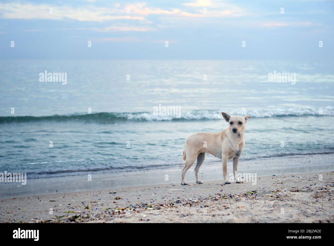 Cute dog on the beach Stock Photo - Alamy