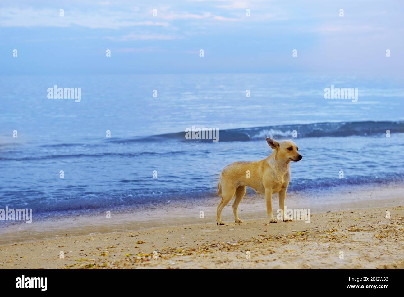 Cute dog on the beach Stock Photo - Alamy