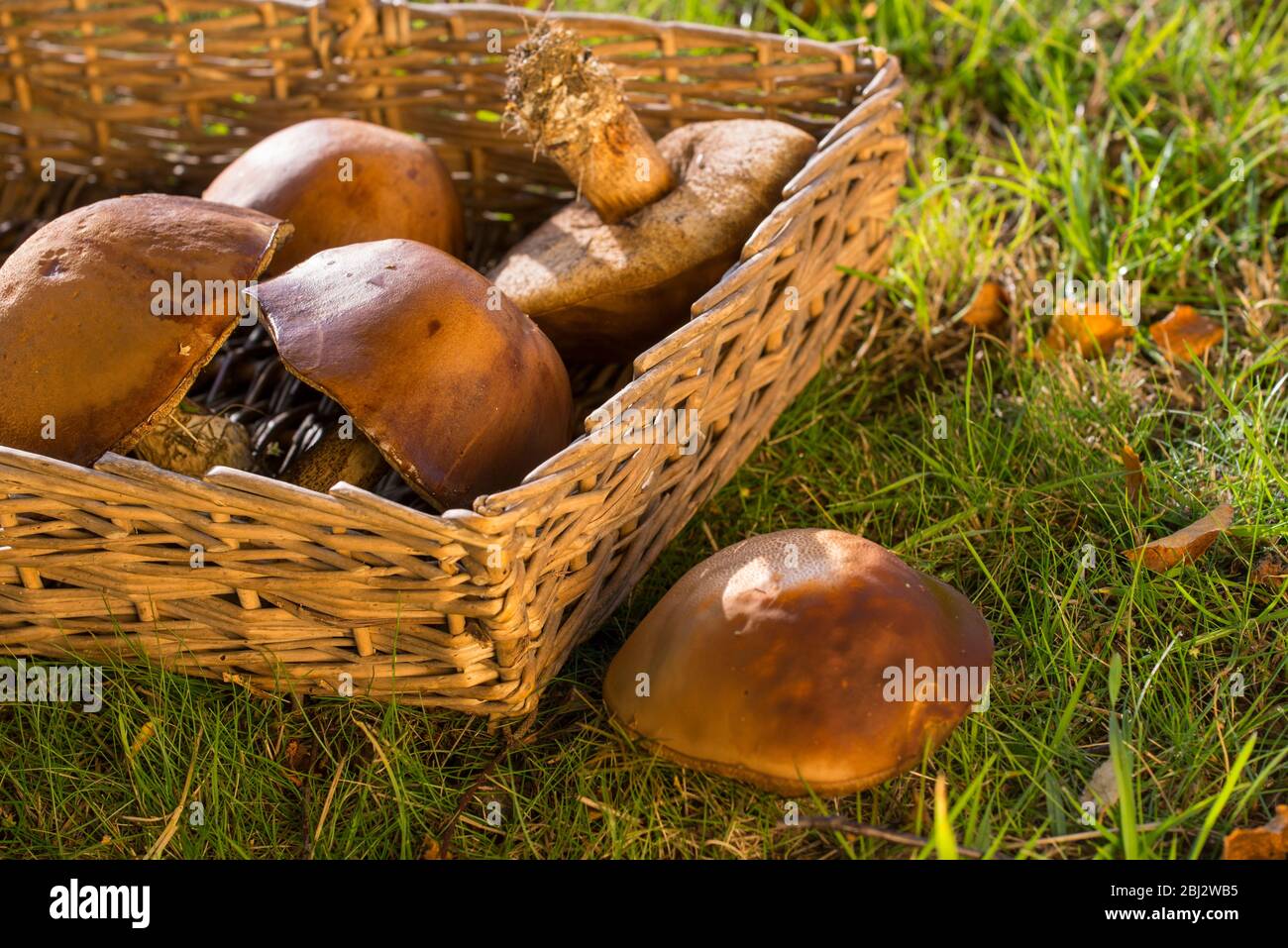 Collecting ceps, 'penny bun' edible fungi Stock Photo - Alamy