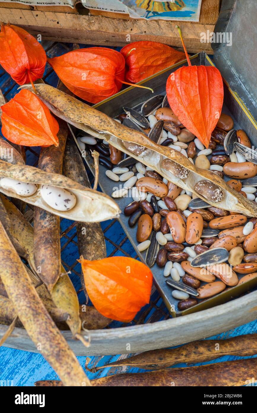 Collection of saved seeds and seed pods Stock Photo - Alamy