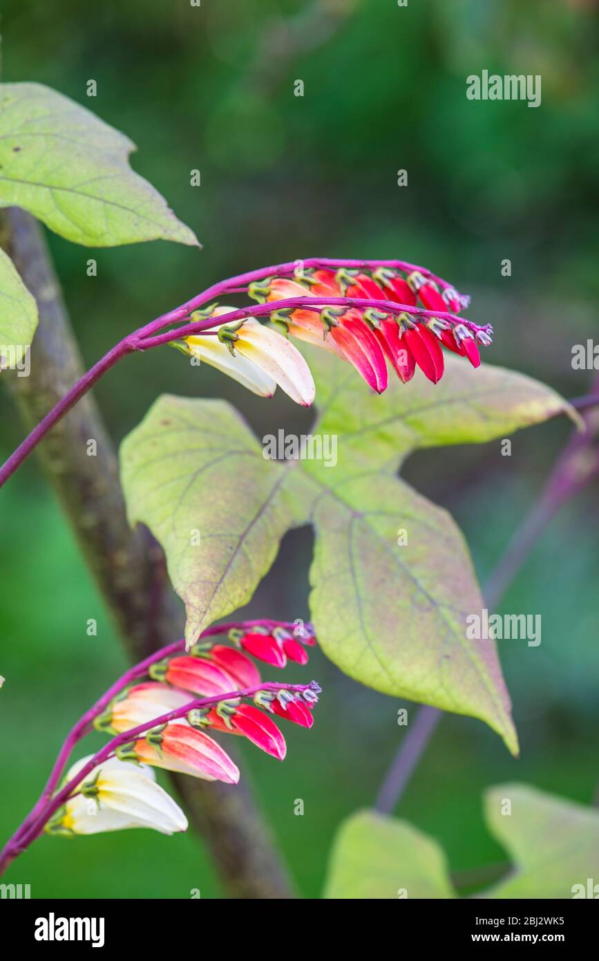 Ipomoea lobata, fire vine Stock Photo - Alamy
