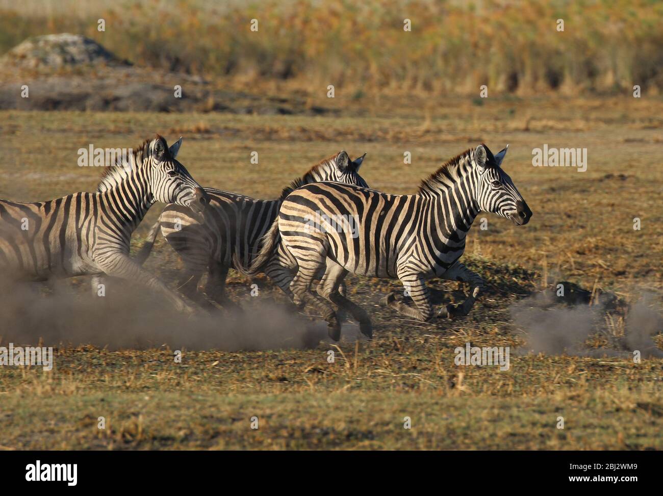 Zebra in action Stock Photo - Alamy