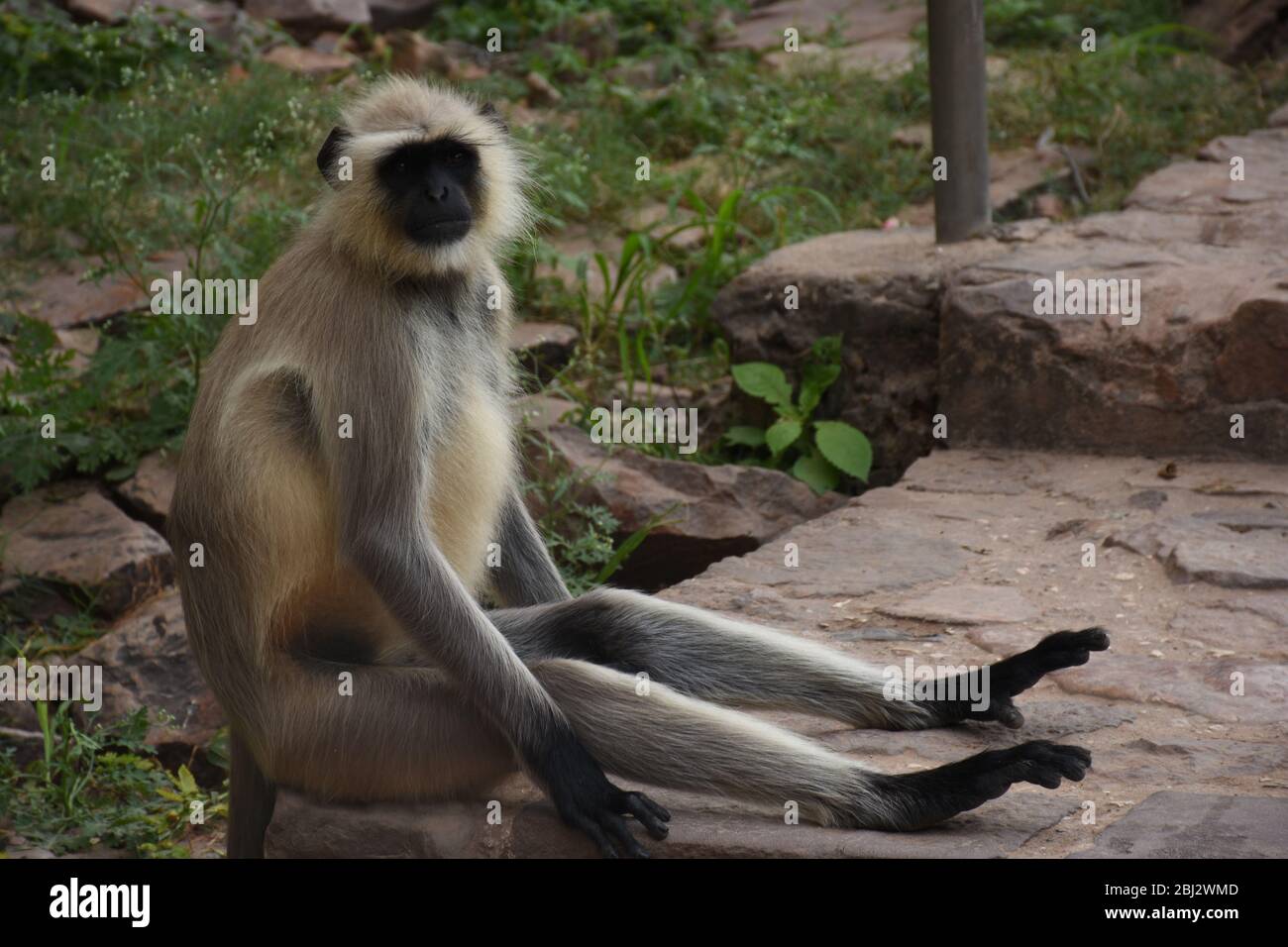 Monkey long tail hi-res stock photography and images - Alamy