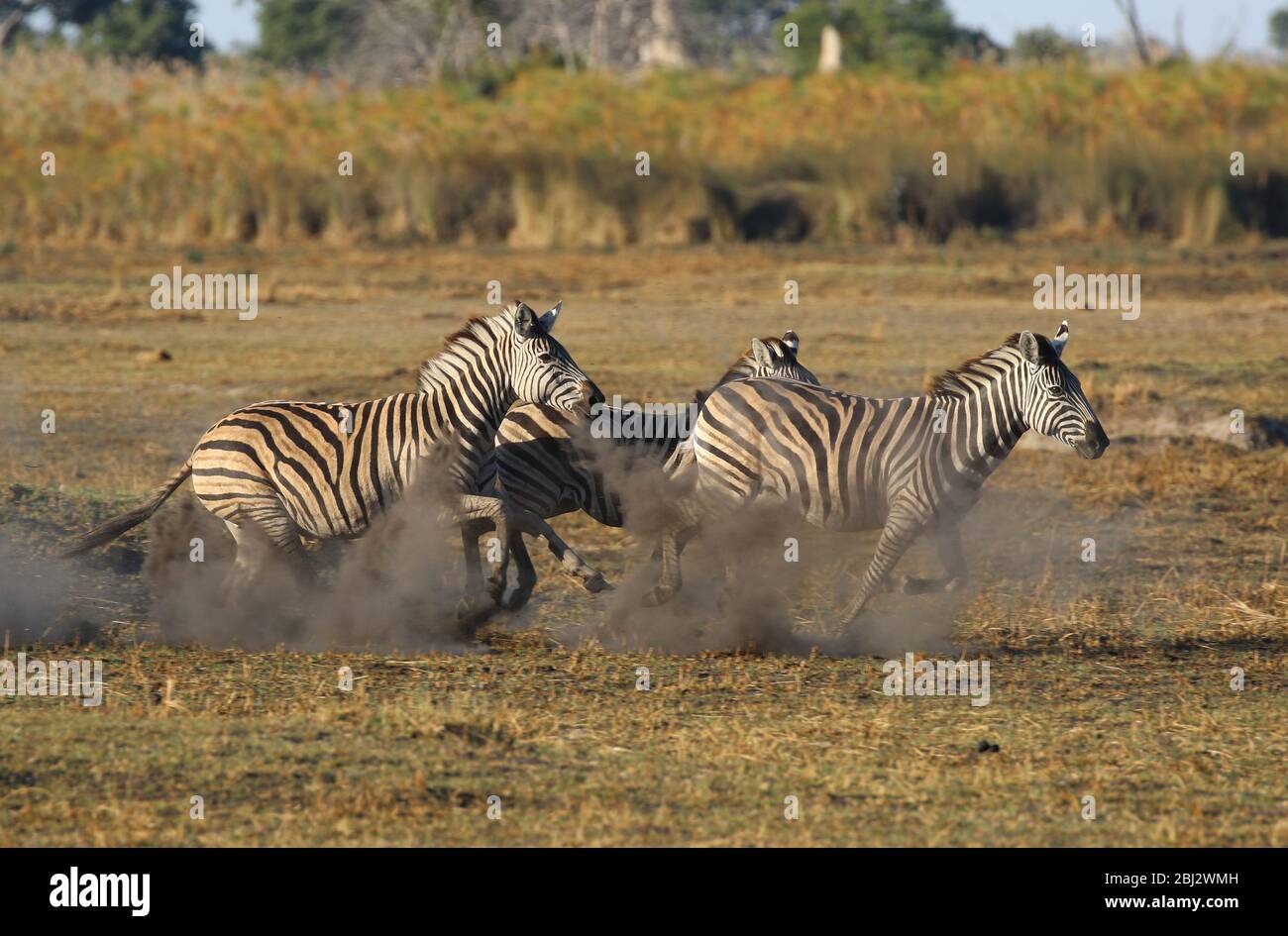 Zebra in action Stock Photo - Alamy