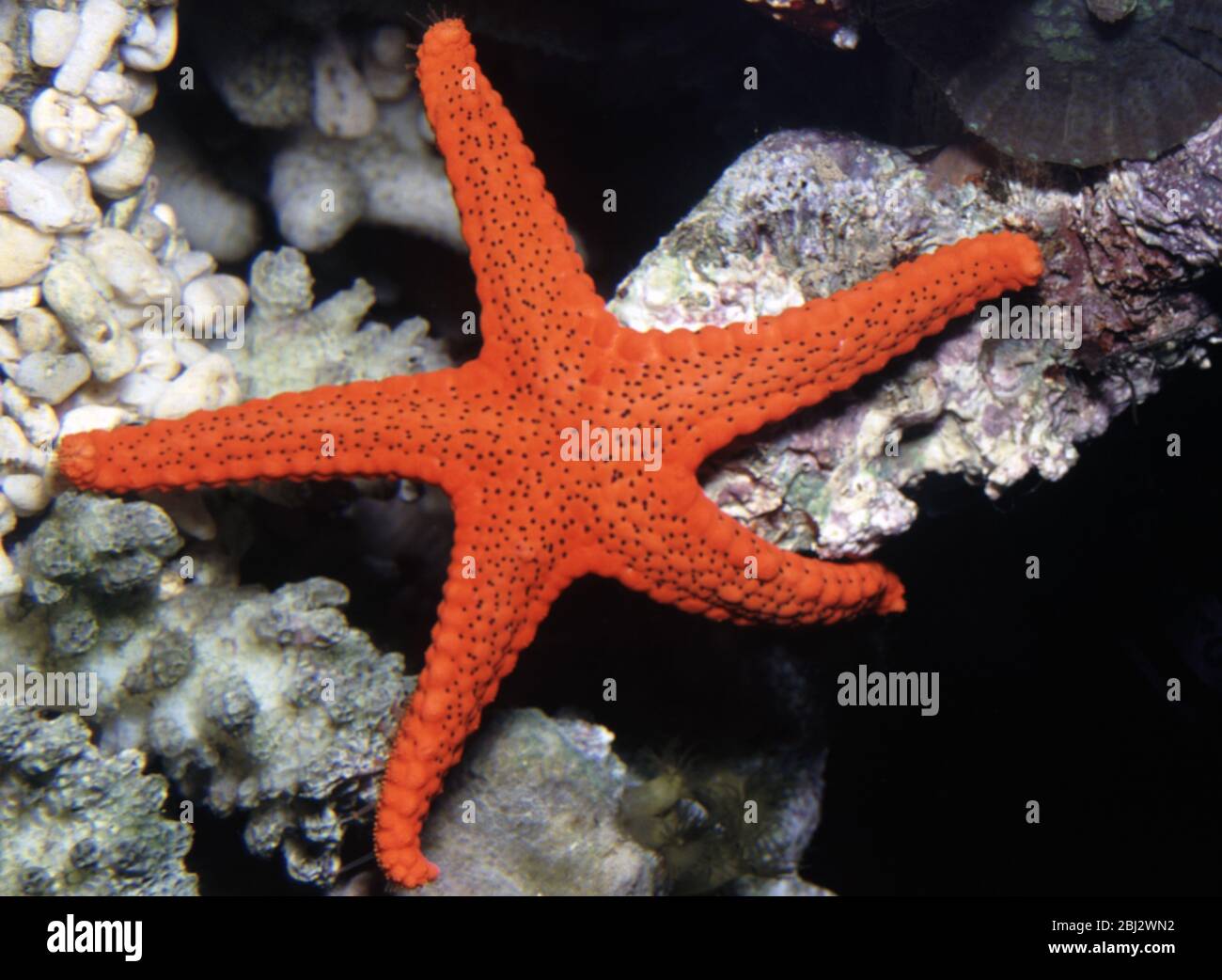 Fromia milleporella, common name red starfish or black spotted starfish ...