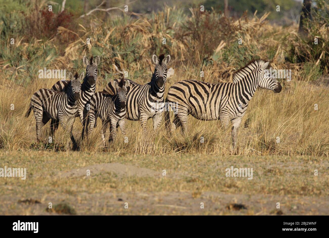 Zebra in action Stock Photo - Alamy