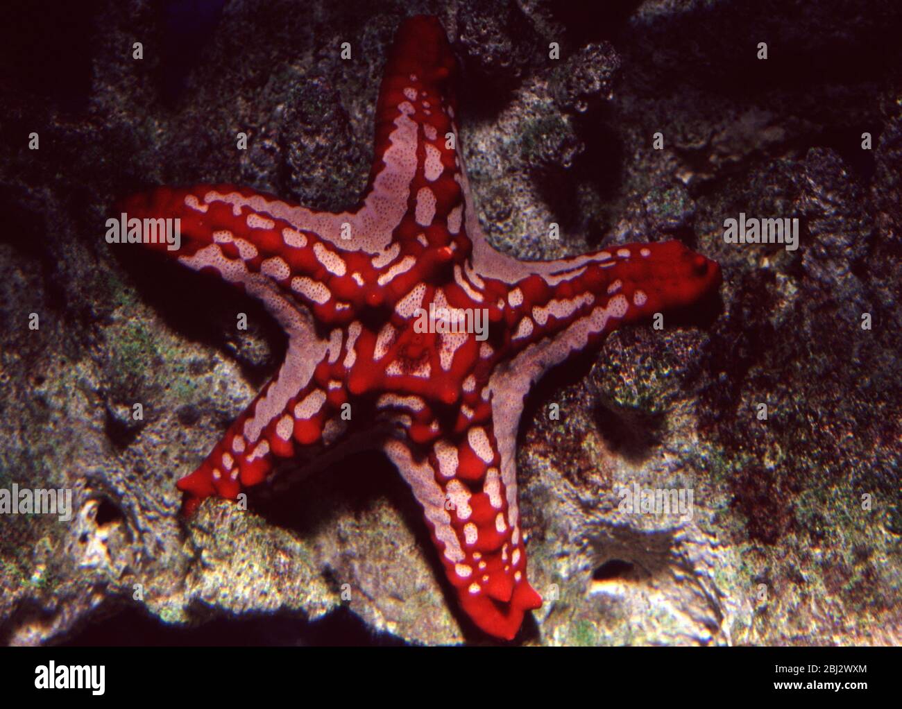African Red-Knob Sea Star, Protoreaster lincki Stock Photo - Alamy