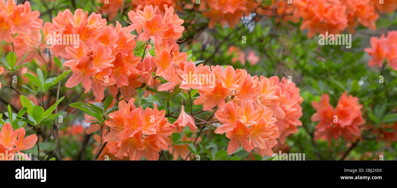 Orange rhododendron macro, close up, lush bloom in the nursery of ...
