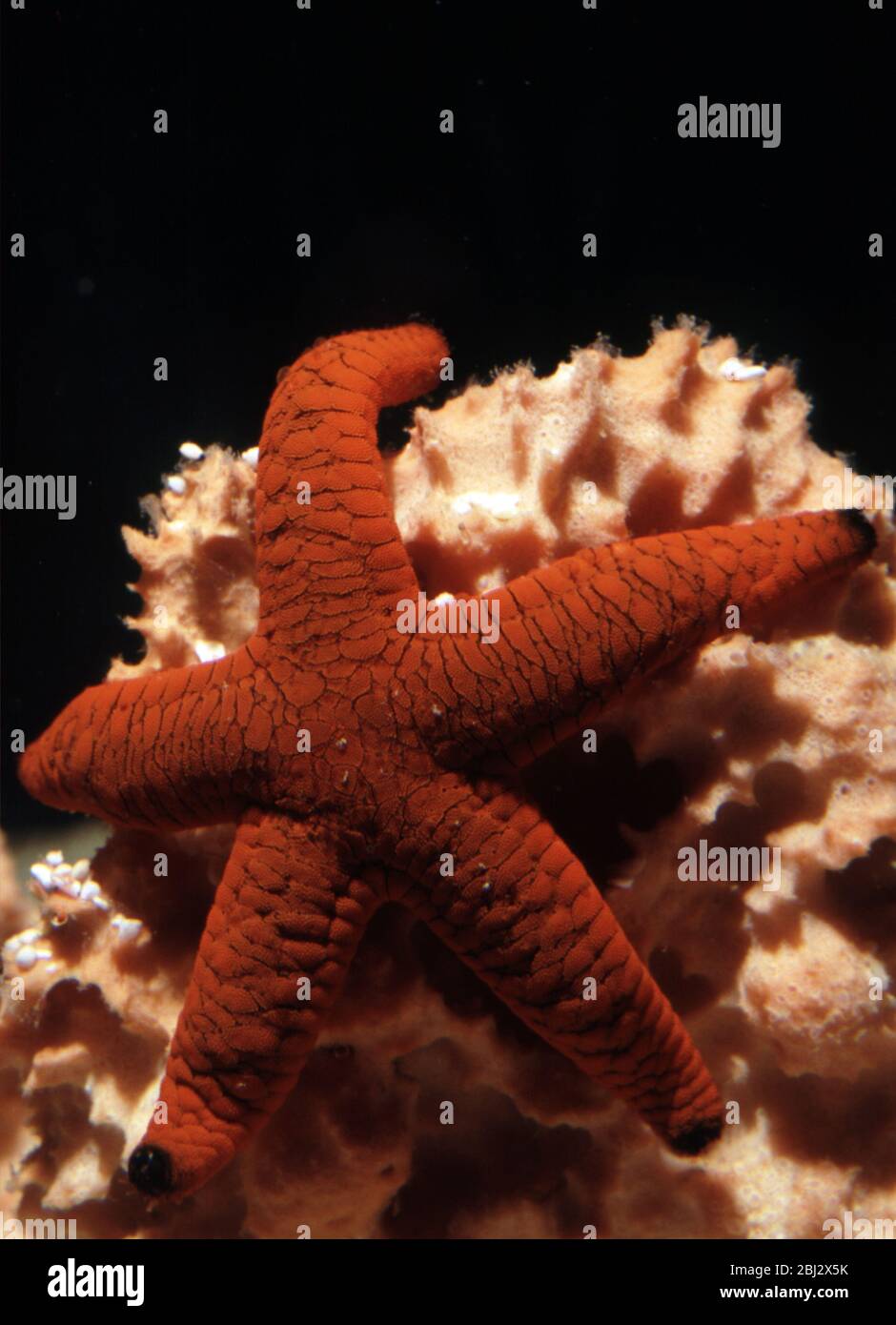 Fromia indica, commonly called Indian sea star or red starfish Stock ...