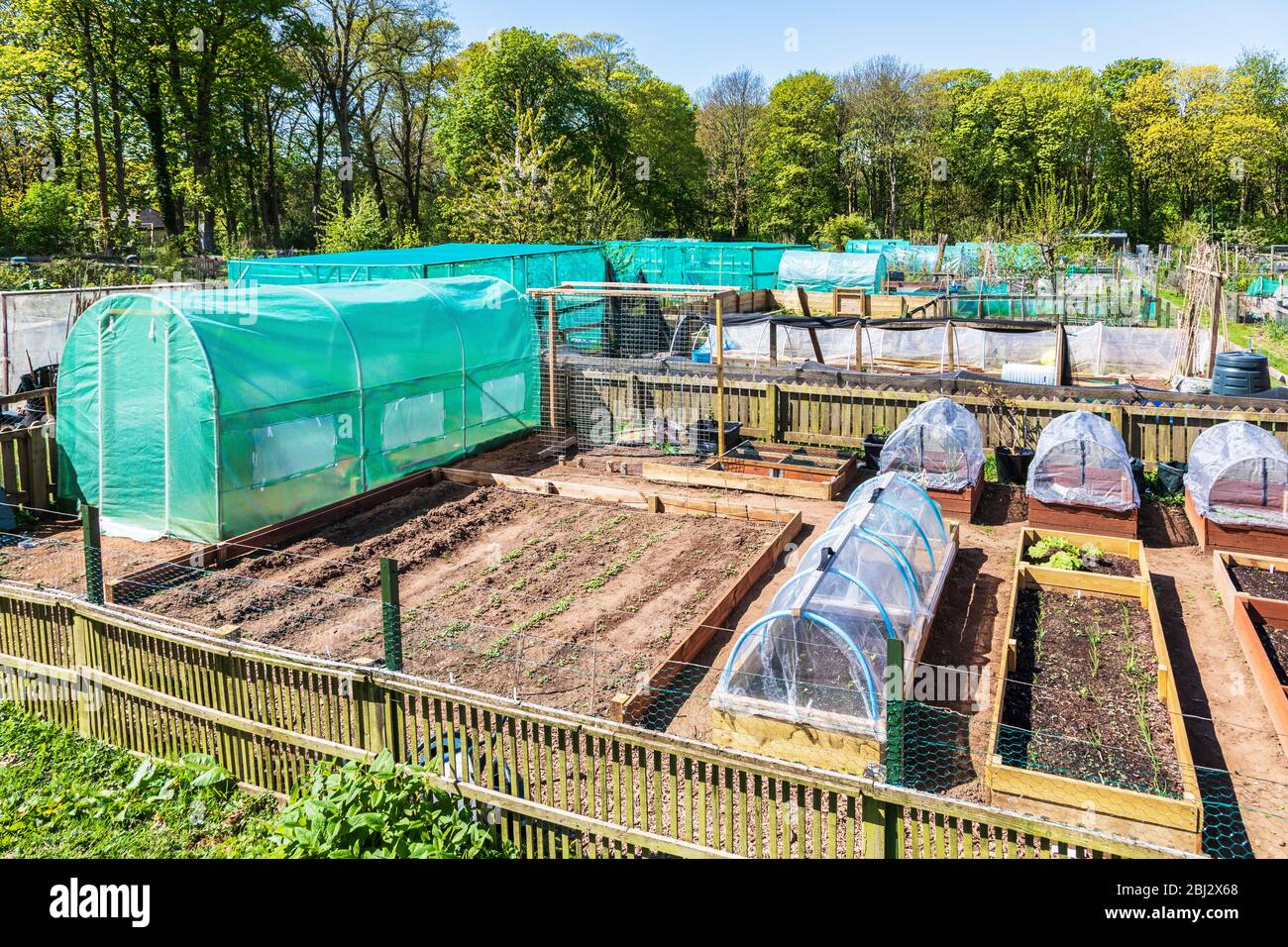 Detail of allotments in Troon allotments society gardens, Troon ...