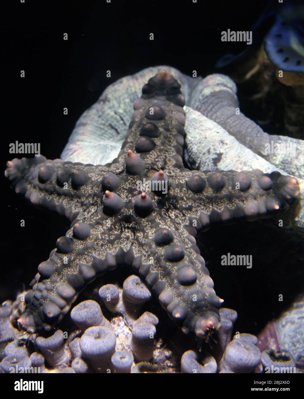 Pentaceraster hi-res stock photography and images - Alamy