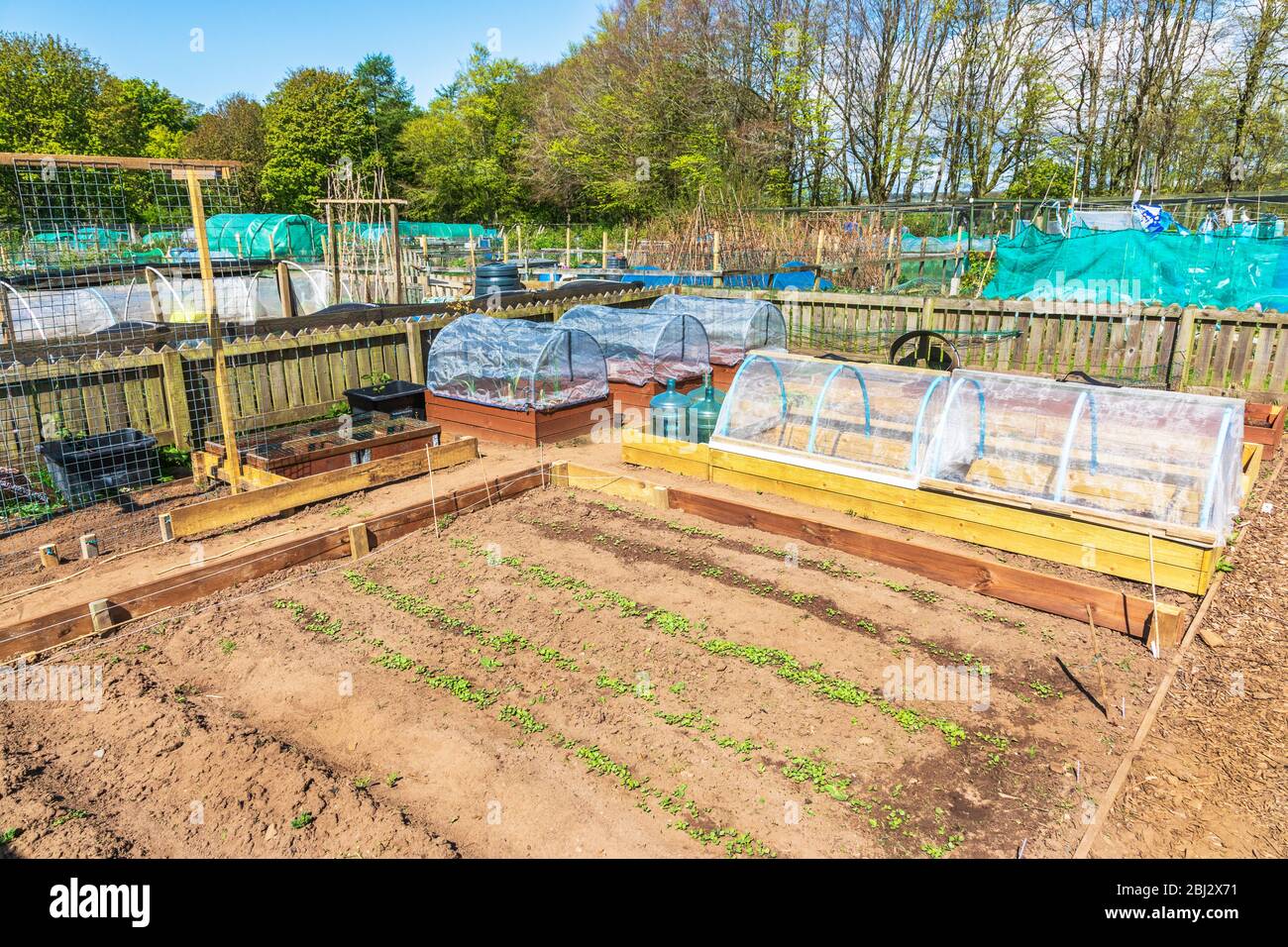 Detail of allotments in Troon allotments society gardens, Troon ...