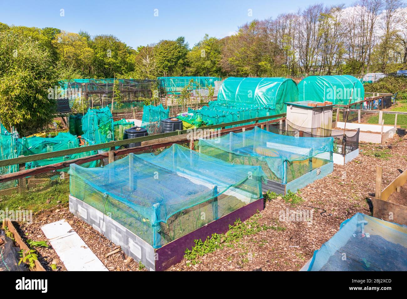 Detail of allotments in Troon allotments society gardens, Troon ...