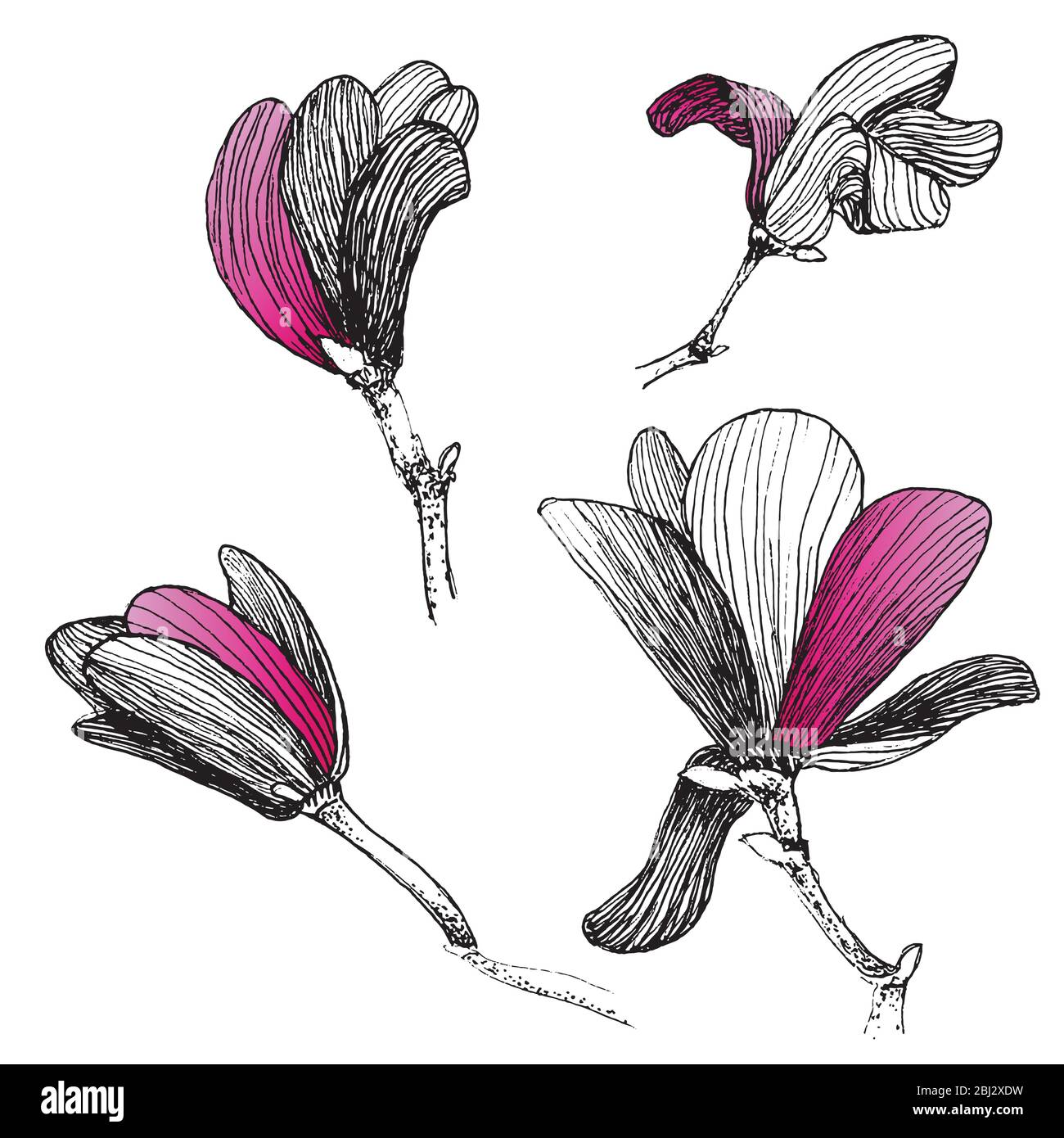 Set of magnolia flower hand drawing with bright gradient petal detail ...