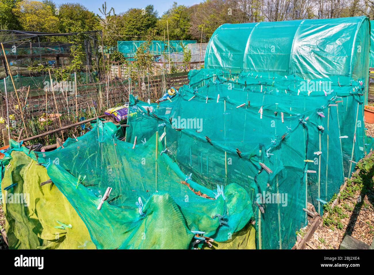 Polytunnel allotment hi-res stock photography and images - Alamy