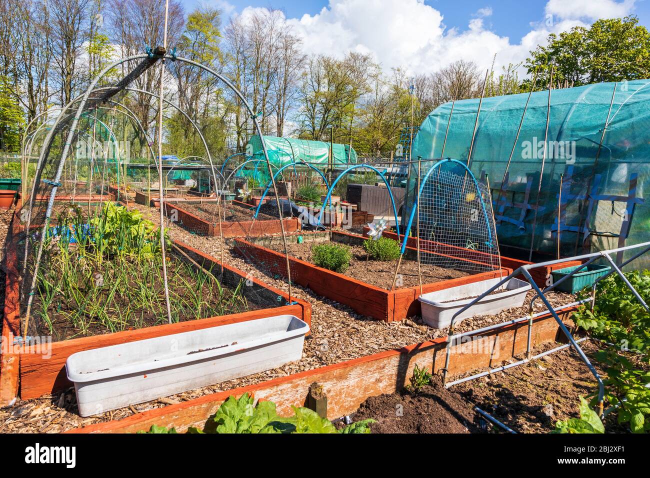 Detail of allotments in Troon allotments society gardens, Troon ...