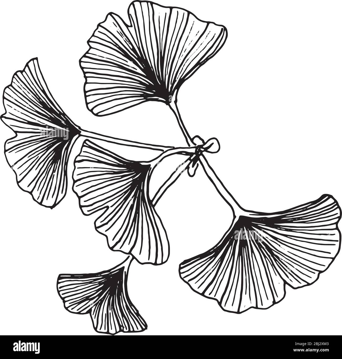 Ginkgo tree branch with leaves hand drawing. Elegant black and white ...