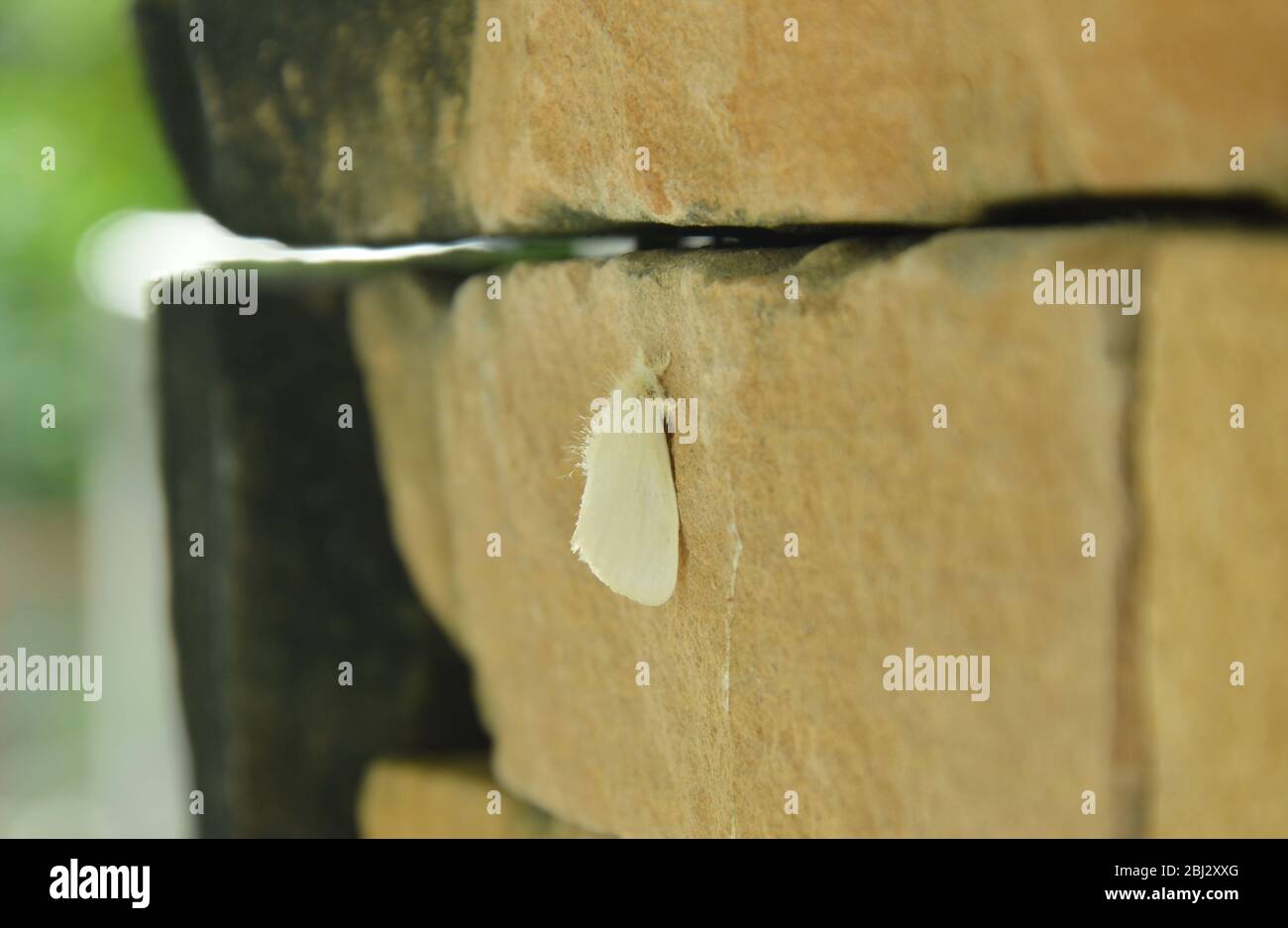 Brick moth caterpillar hi-res stock photography and images - Alamy