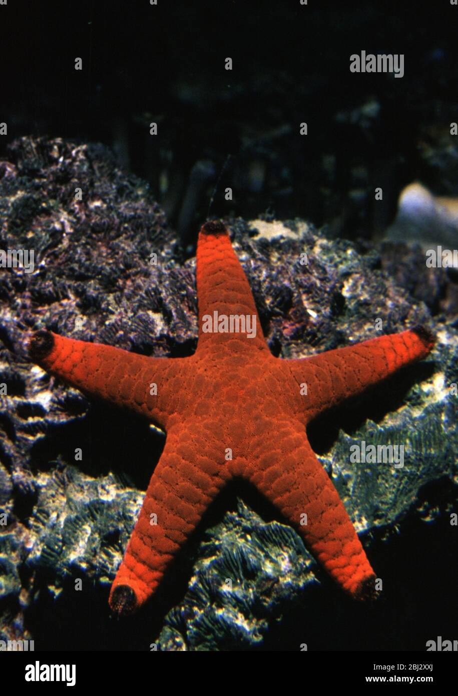 Fromia indica, commonly called Indian sea star or red starfish Stock ...