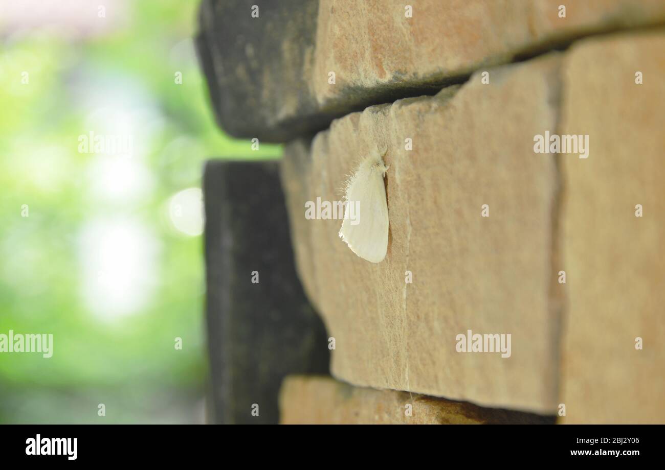Brick moth caterpillar hi-res stock photography and images - Alamy