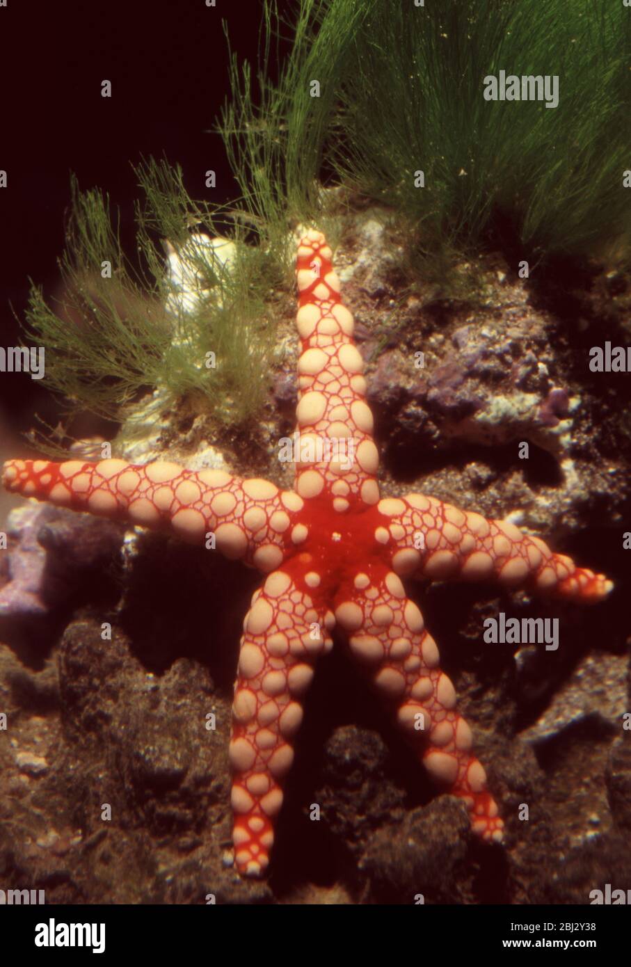 Fromia monilis, common name necklace starfish or tiled starfish Stock ...