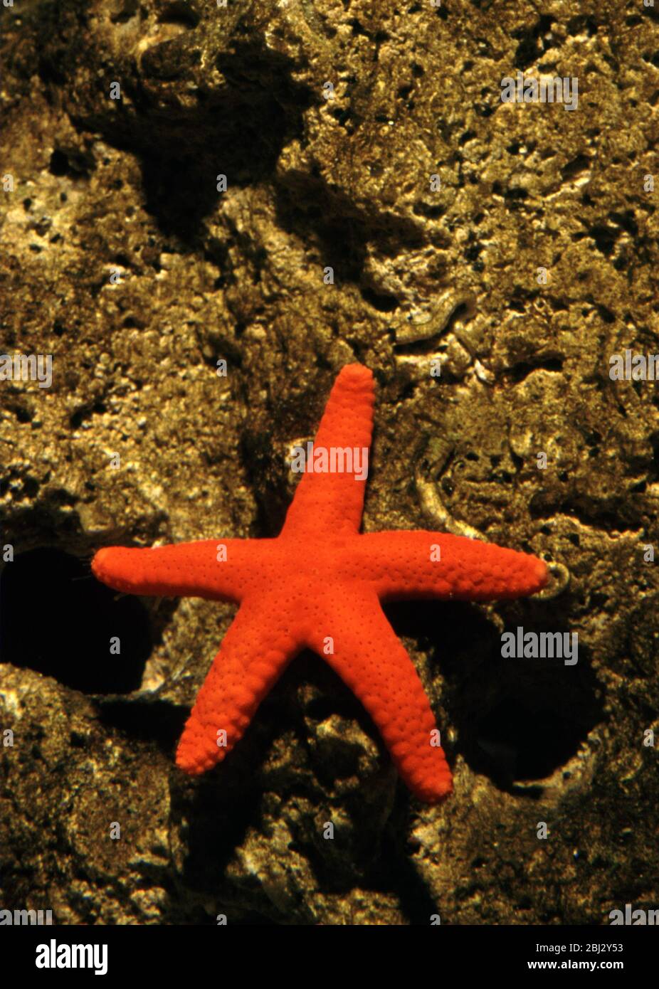 Fromia milleporella, common name red starfish or black spotted starfish ...