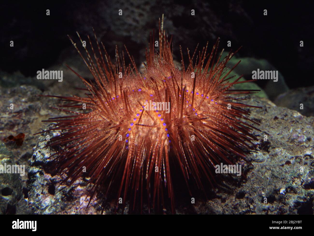 Red sea urchin hi-res stock photography and images - Alamy