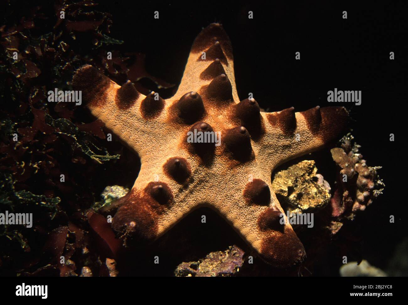 Horned sea star hi-res stock photography and images - Alamy