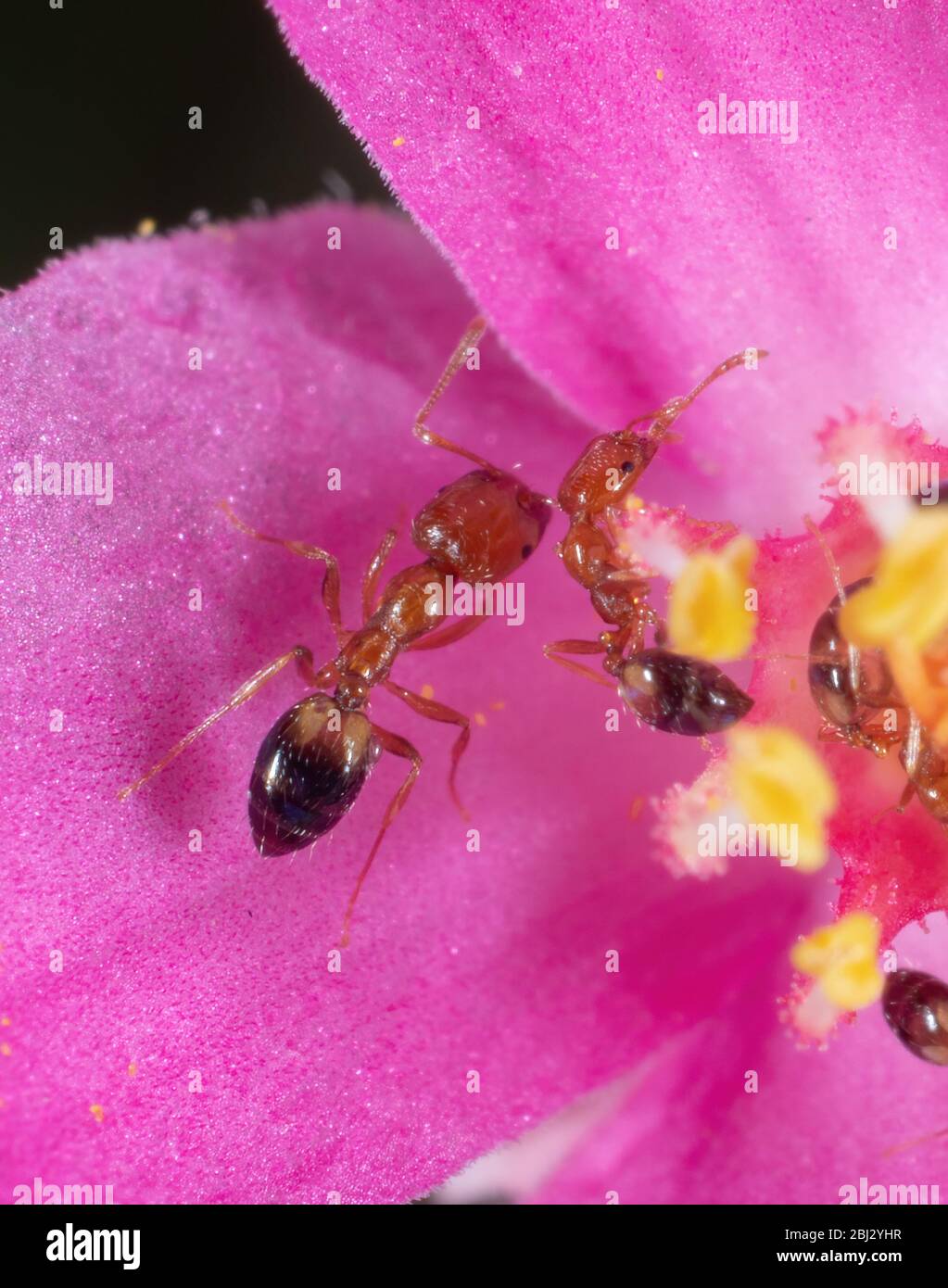 Macro Photography of Group of Tiny Ants on Pink Petal Flower Stock ...