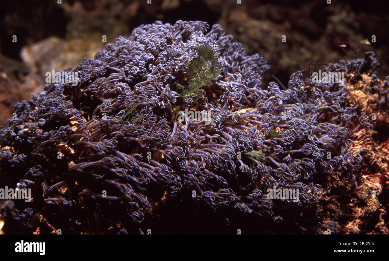 Blue Waving hand coral, Anthelia sp Stock Photo - Alamy
