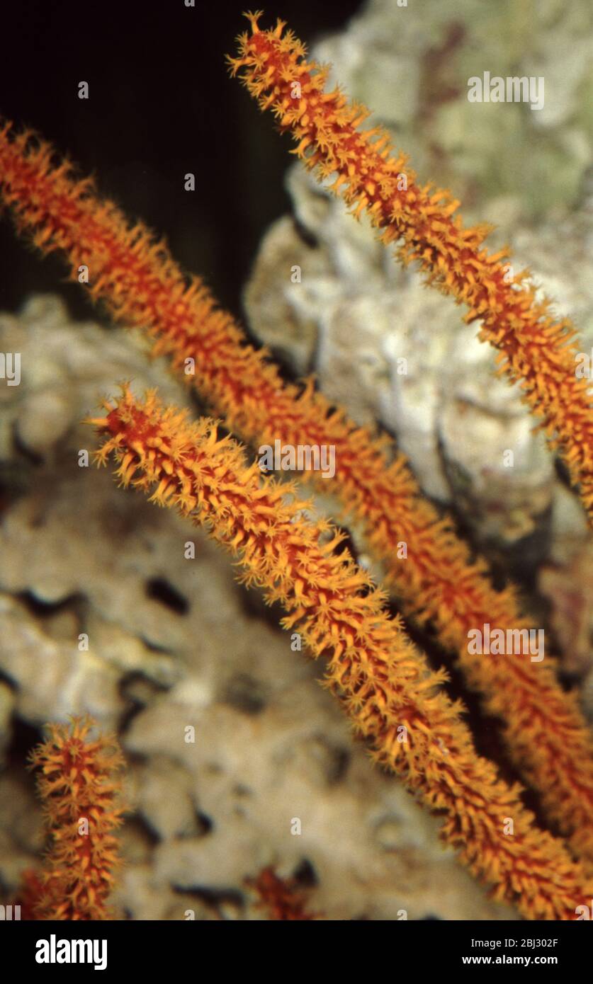 Yellow Polyps High Resolution Stock Photography and Images - Alamy